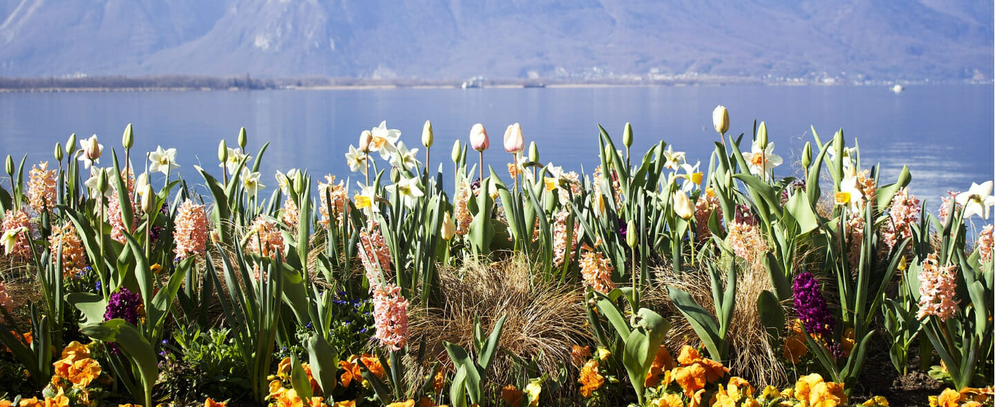 Pflanzen der Alpen - eine bunte Vielfalt | Bergfreunde